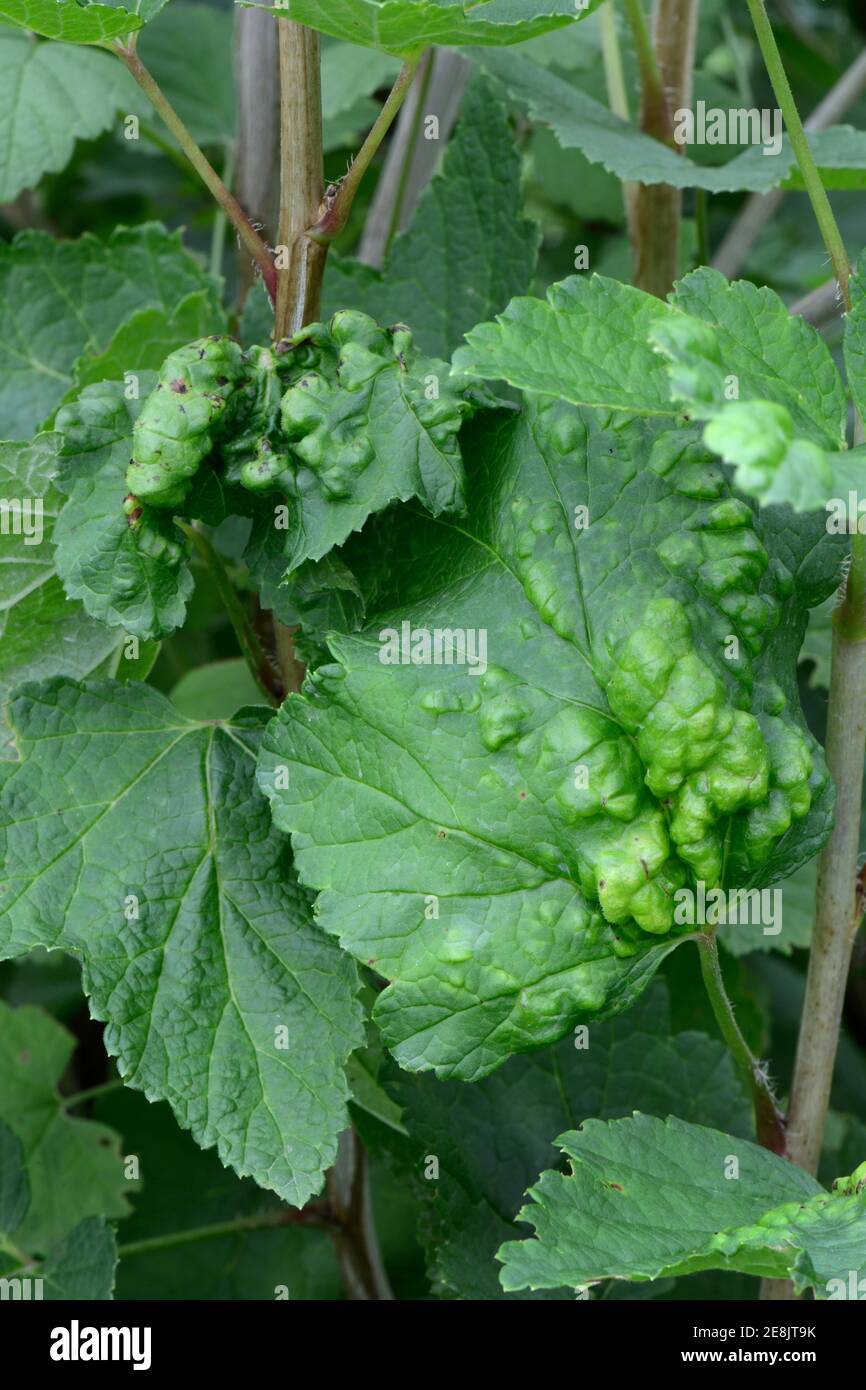 Currant, diseased leaves, Ribes rubrum, leaf disease Stock Photo - Alamy