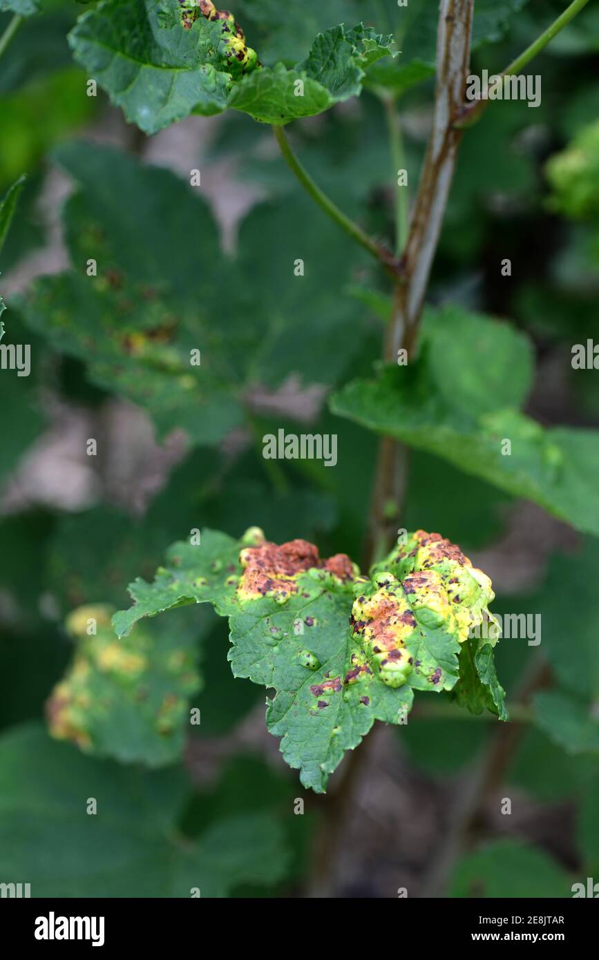 Currant, diseased leaves, Ribes rubrum, leaf disease Stock Photo - Alamy