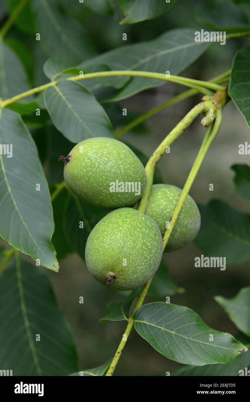 Walnut on tree, Juglans regia Stock Photo - Alamy