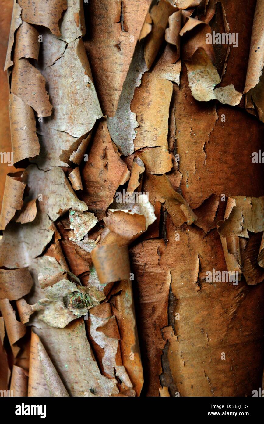 Cinnamon maple, Acer griseum Stock Photo - Alamy
