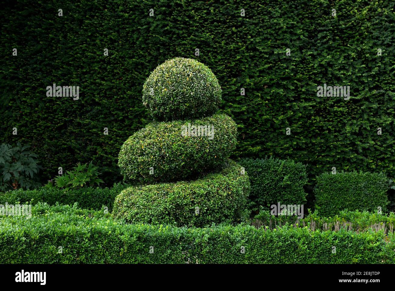 Box plant hedge hi-res stock photography and images - Alamy