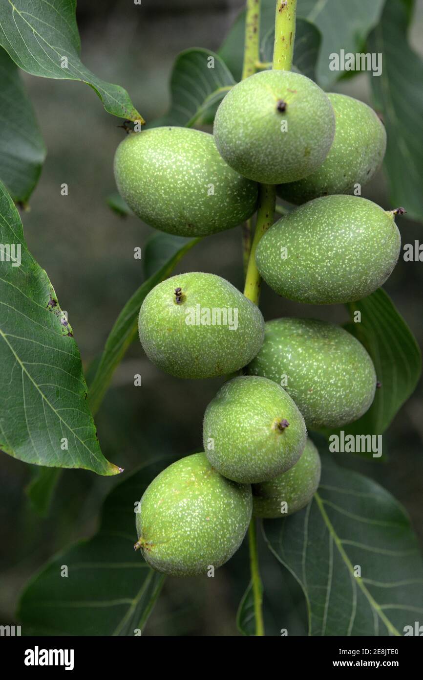 Walnut on tree, Juglans regia Stock Photo - Alamy