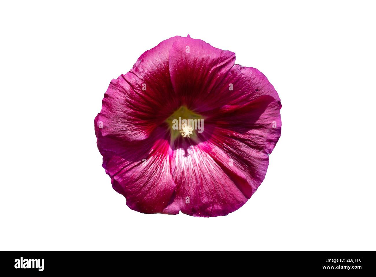 Alcea 'Burgundy Towers' (althaea rosea) a tall dark red flower plant ...