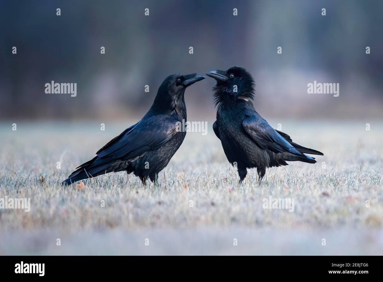 Common raven (Corvus corax) pair during courtship, Middle Elbe ...