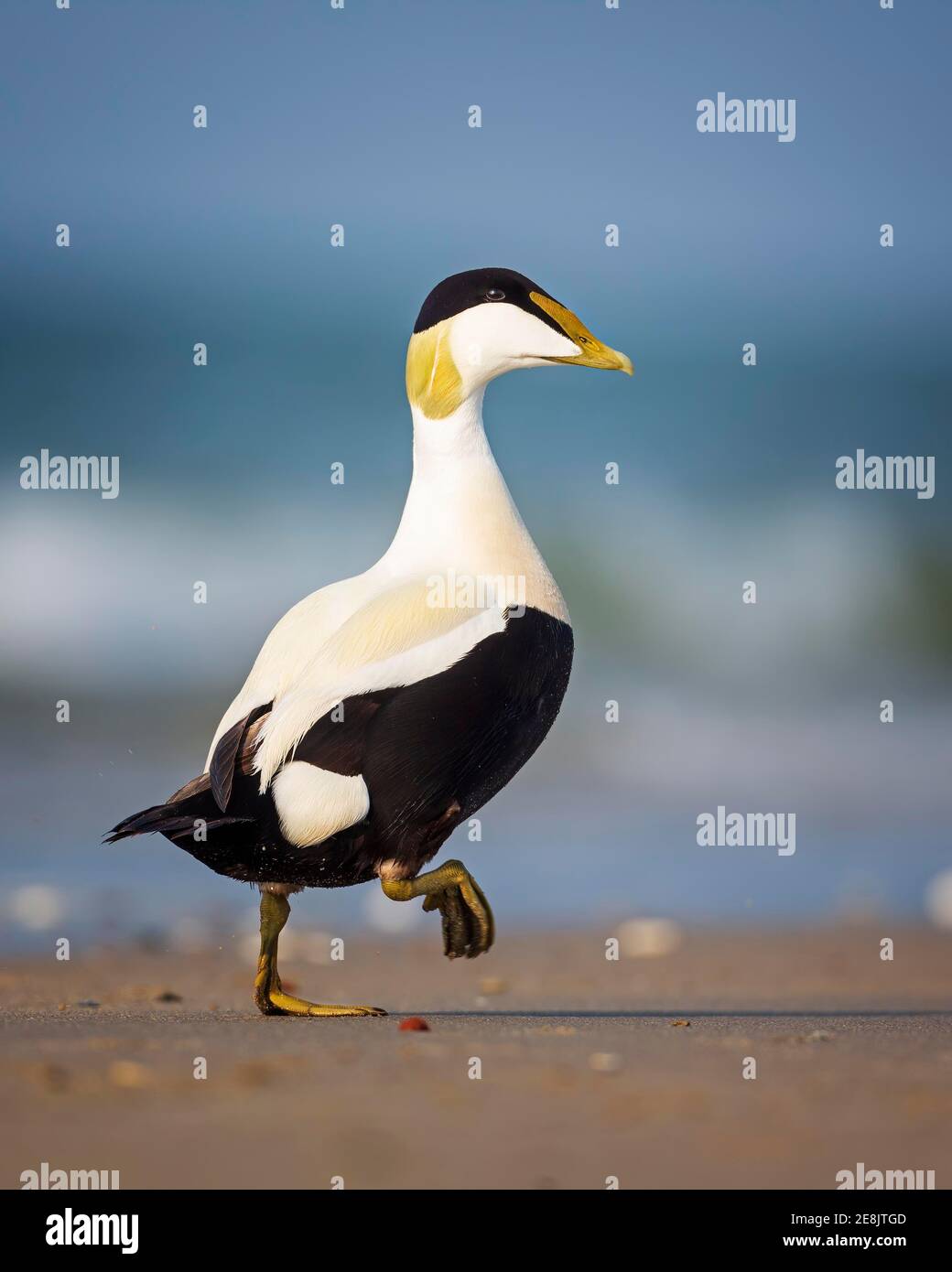 Common eider (Somateria mollissima) Drake on the beach, UNESCO Wadden ...