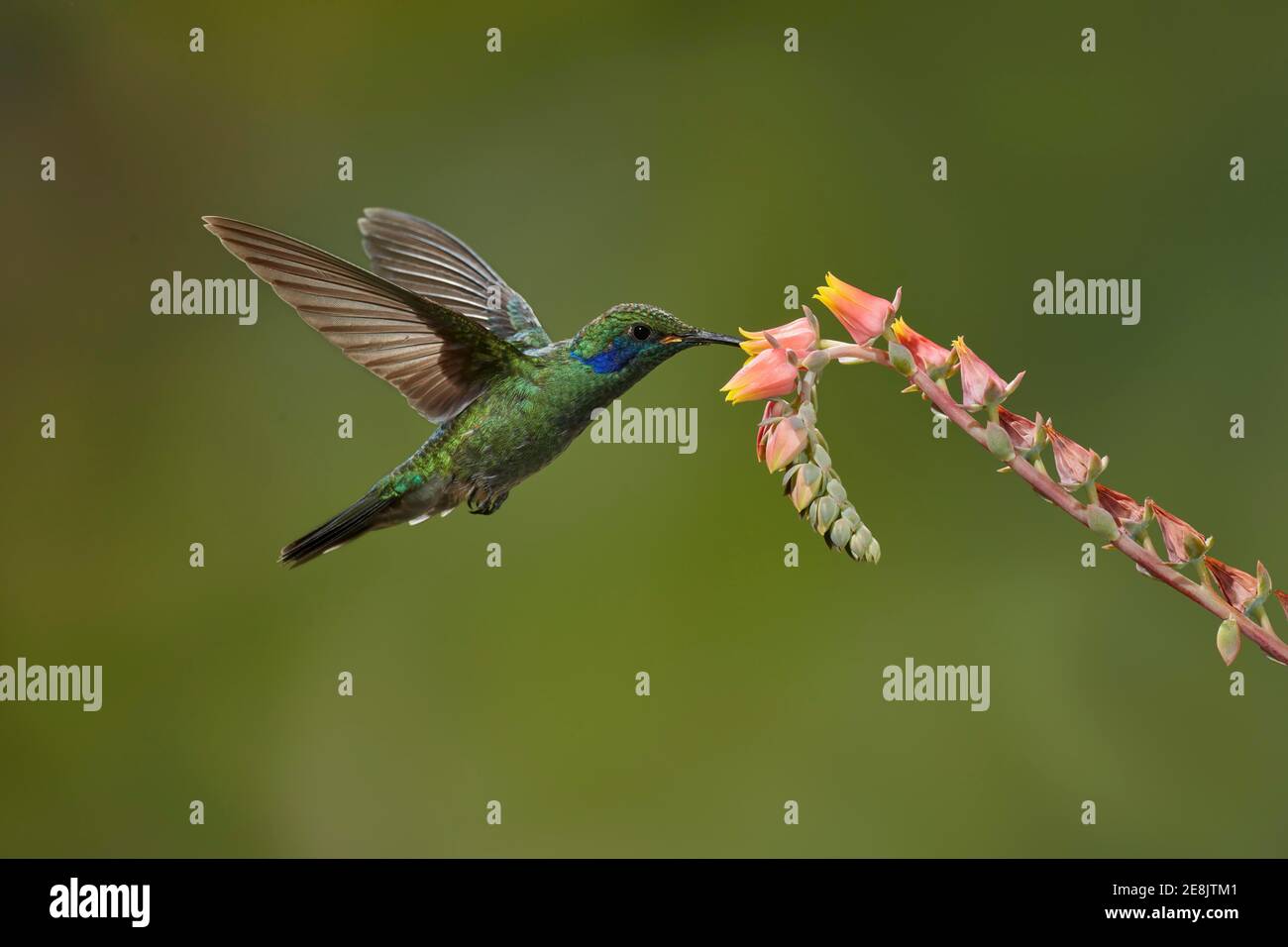 Violetear bird hi-res stock photography and images - Alamy