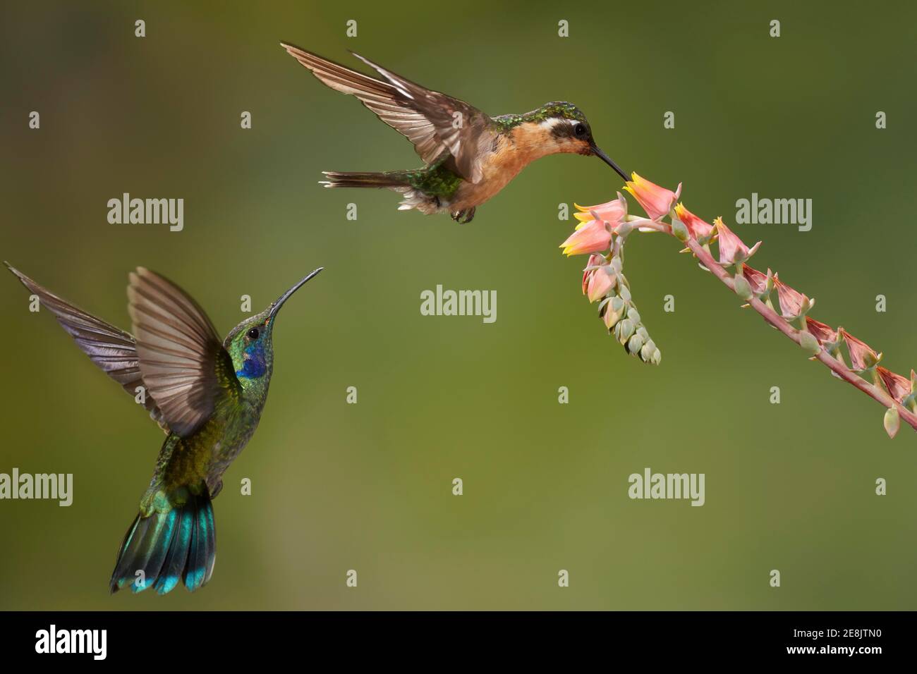 White-throated mountaingem (Lampornis castaneoventris), female, at a ...