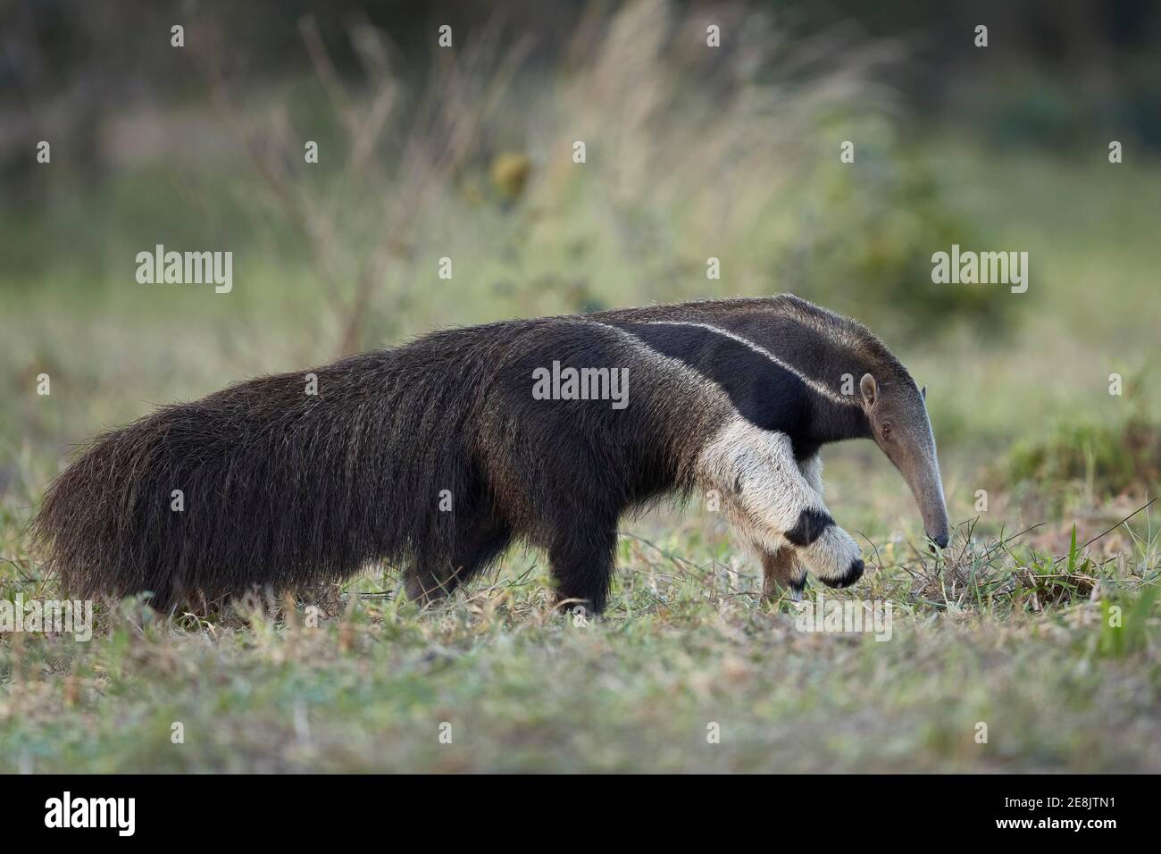 Giant anteater (Myrmecophaga tridactyla) in the grassland near ...