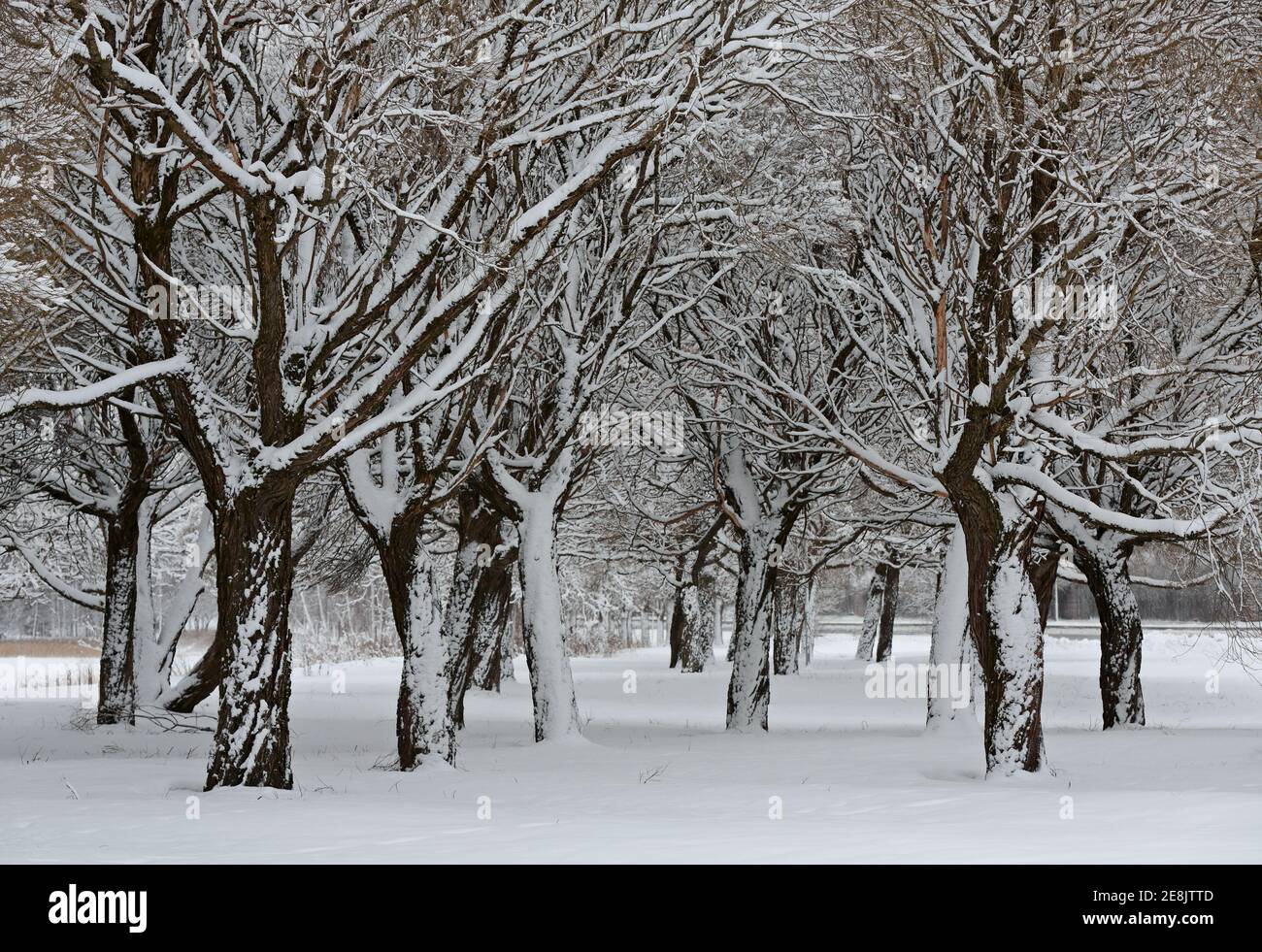 Frozen willow trees with snowy tree trunks in a wintry landscape Stock ...