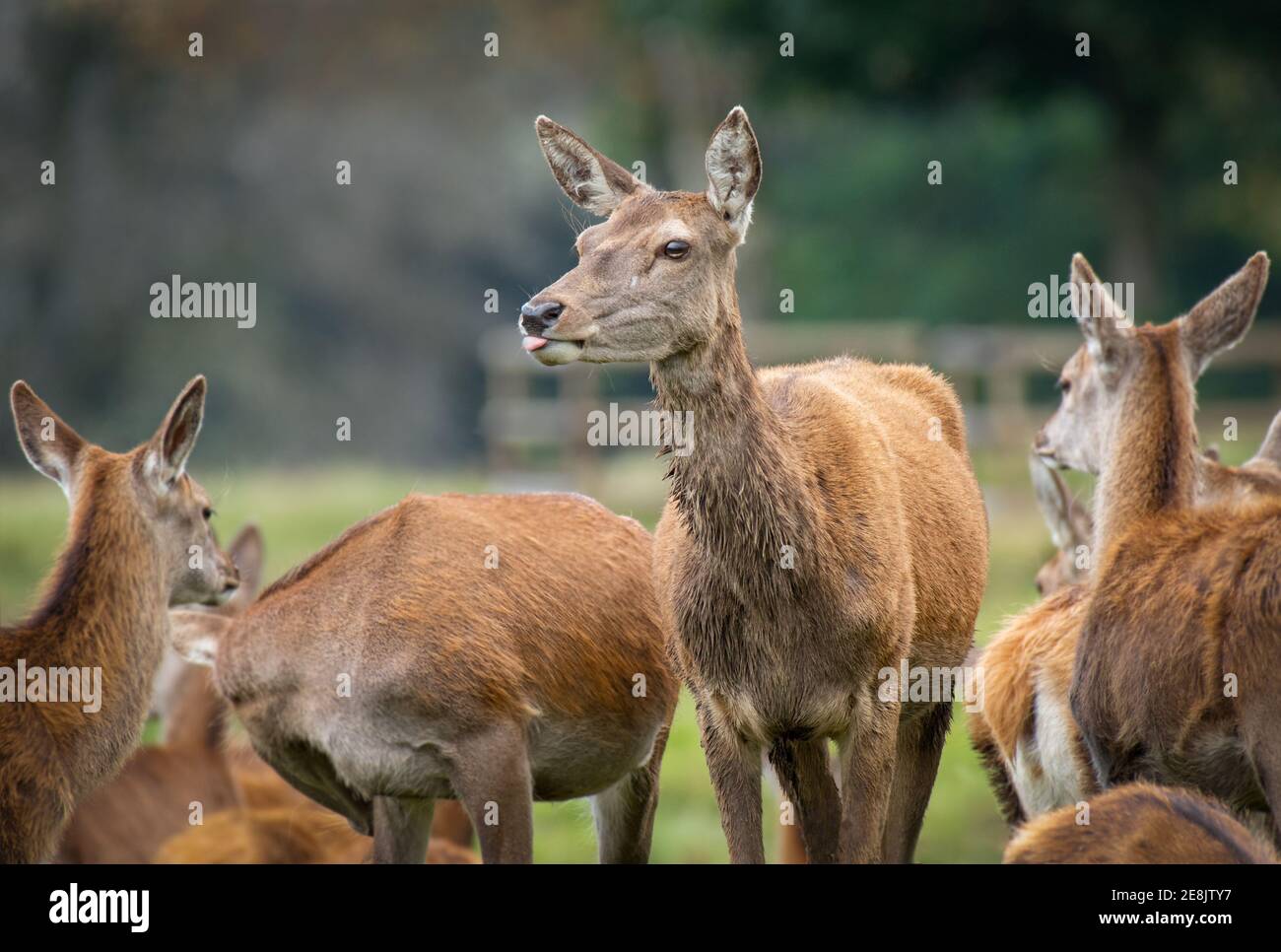 A red deer doe standing in a hers. She is looking left and had her ...