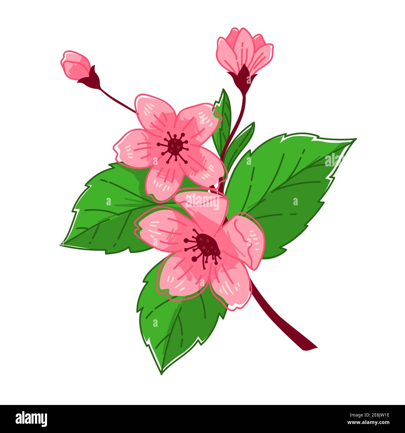 Branch blossoming sakura on Stock Vector Images - Alamy