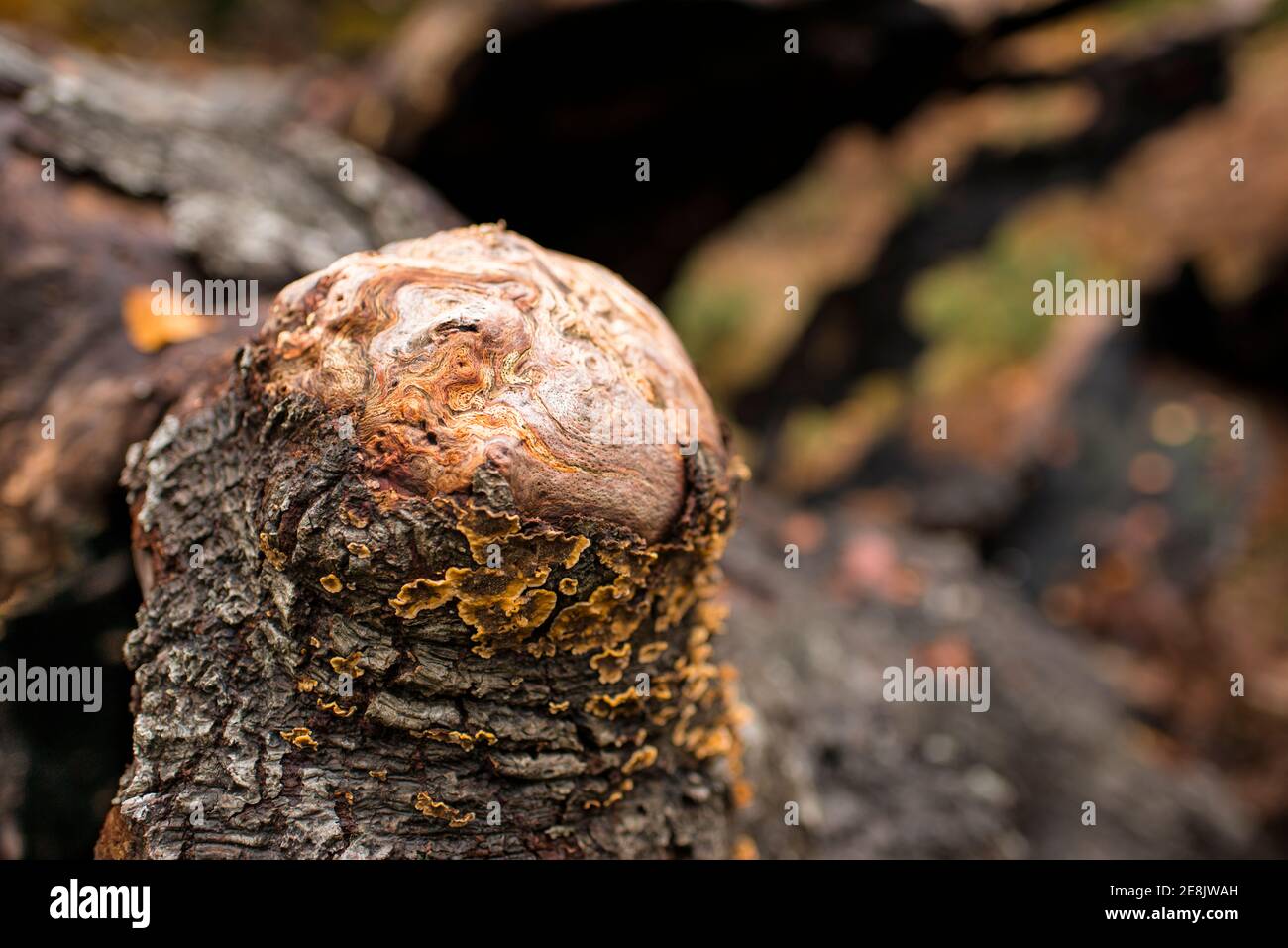 Pareidolia hi-res stock photography and images - Alamy