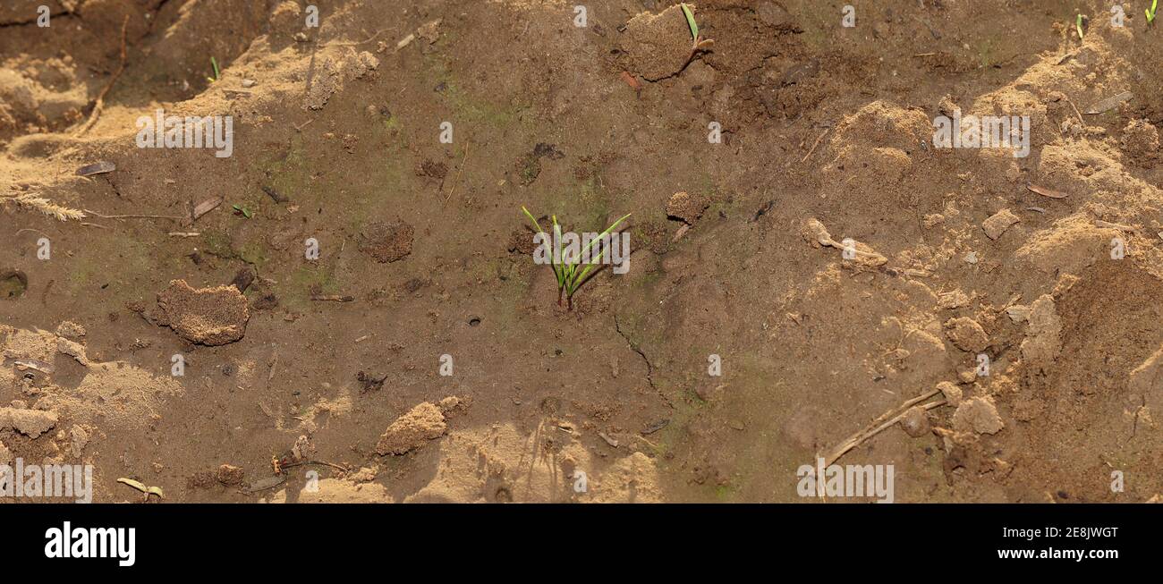 Cumin plant hi-res stock photography and images - Alamy