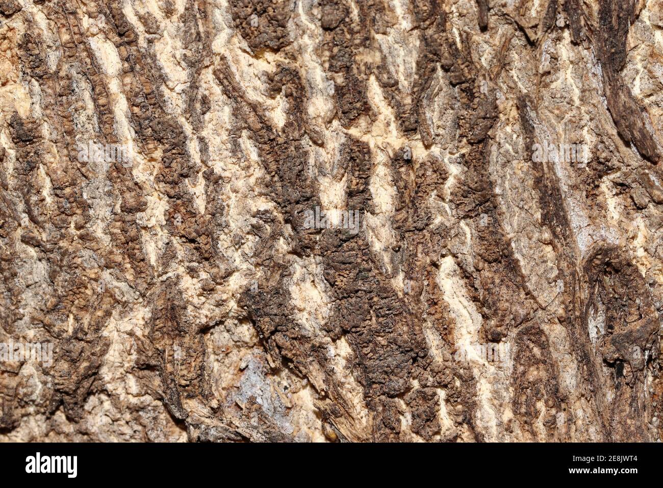 Beautiful pattern of Arjuna tree bark and texture background. india ...