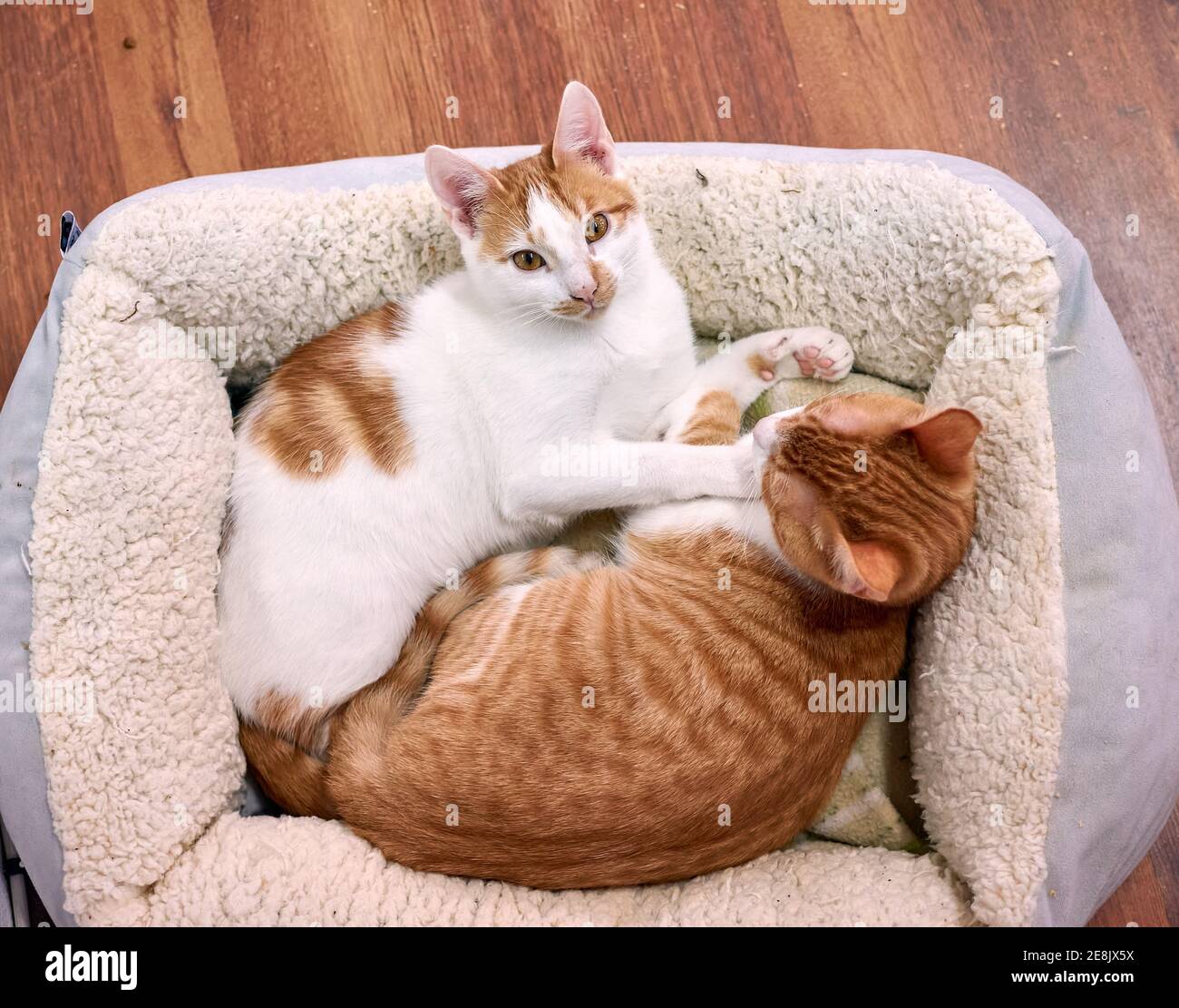 A top view of cats playing in their soft cozy bed Stock Photo - Alamy