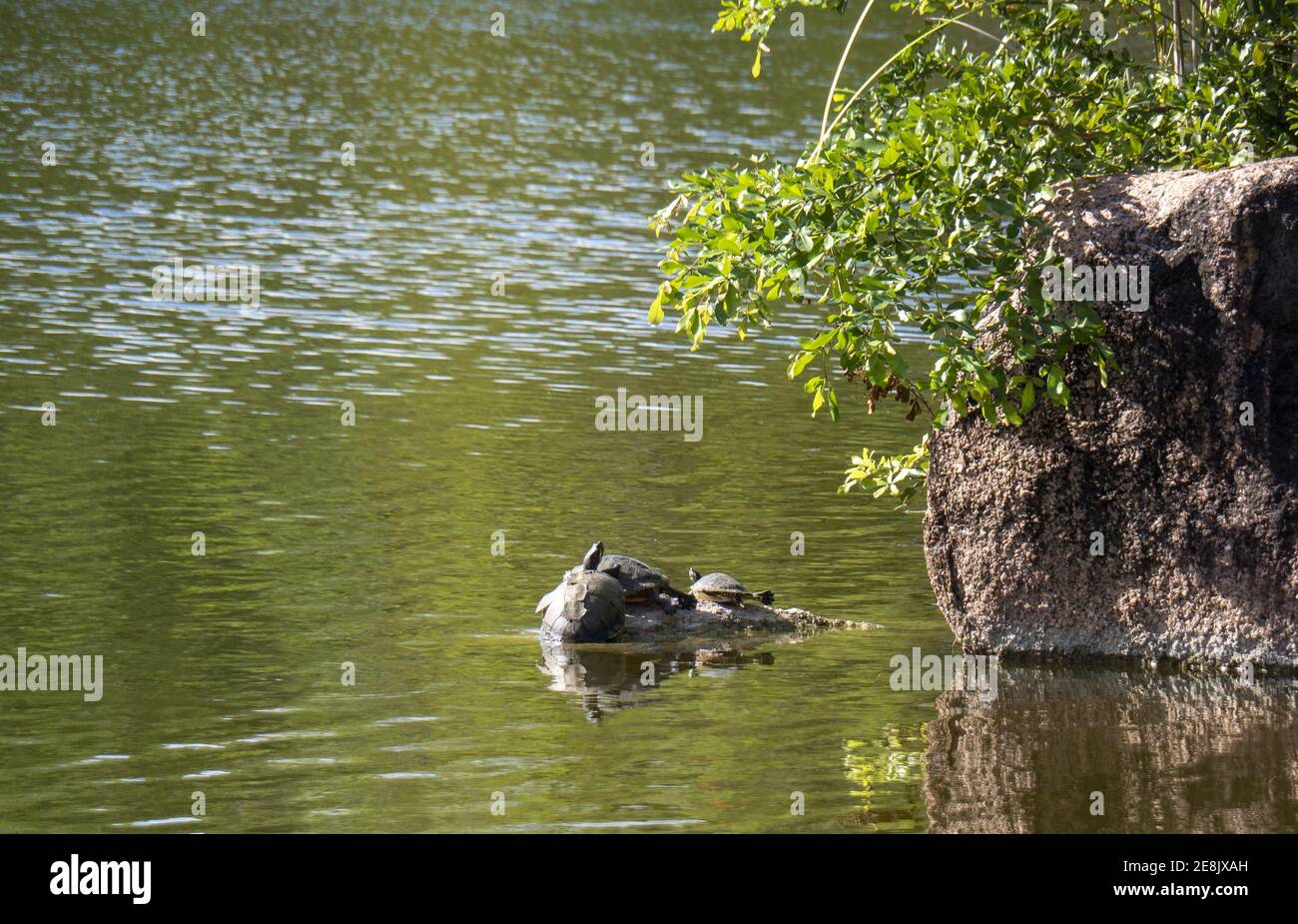 Little tortoises on a rock in the river Stock Photo - Alamy
