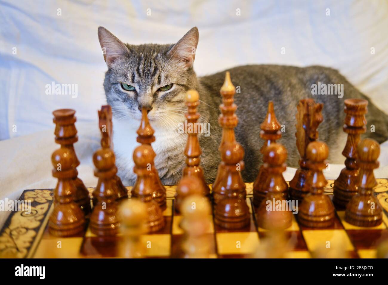 The cat sits at a chessboard with carved wooden chess figures Stock ...