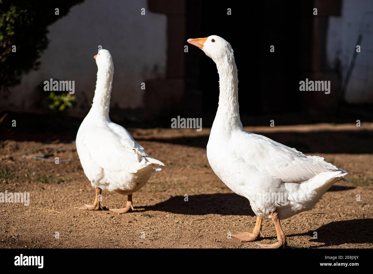 Two domestic gooses on a farm Stock Photo - Alamy