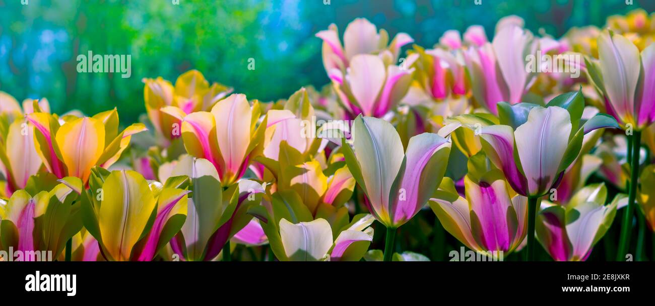 Wide Colorful Flower Background