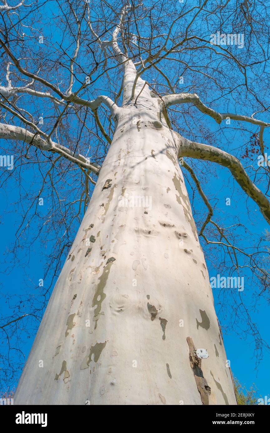 Very tall white ancient forest plane tree trunk in Winter at blue sky ...