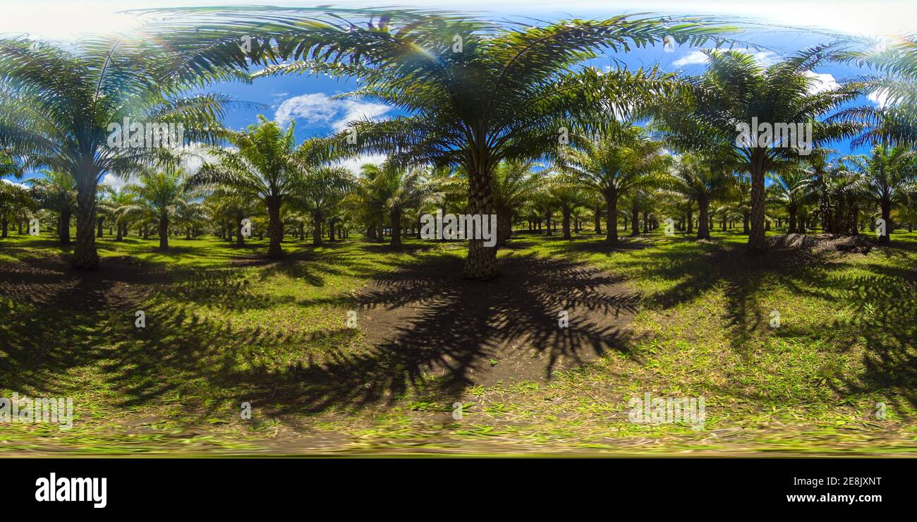 Palm grove on a farm plantation. Tropical landscape with palm trees ...