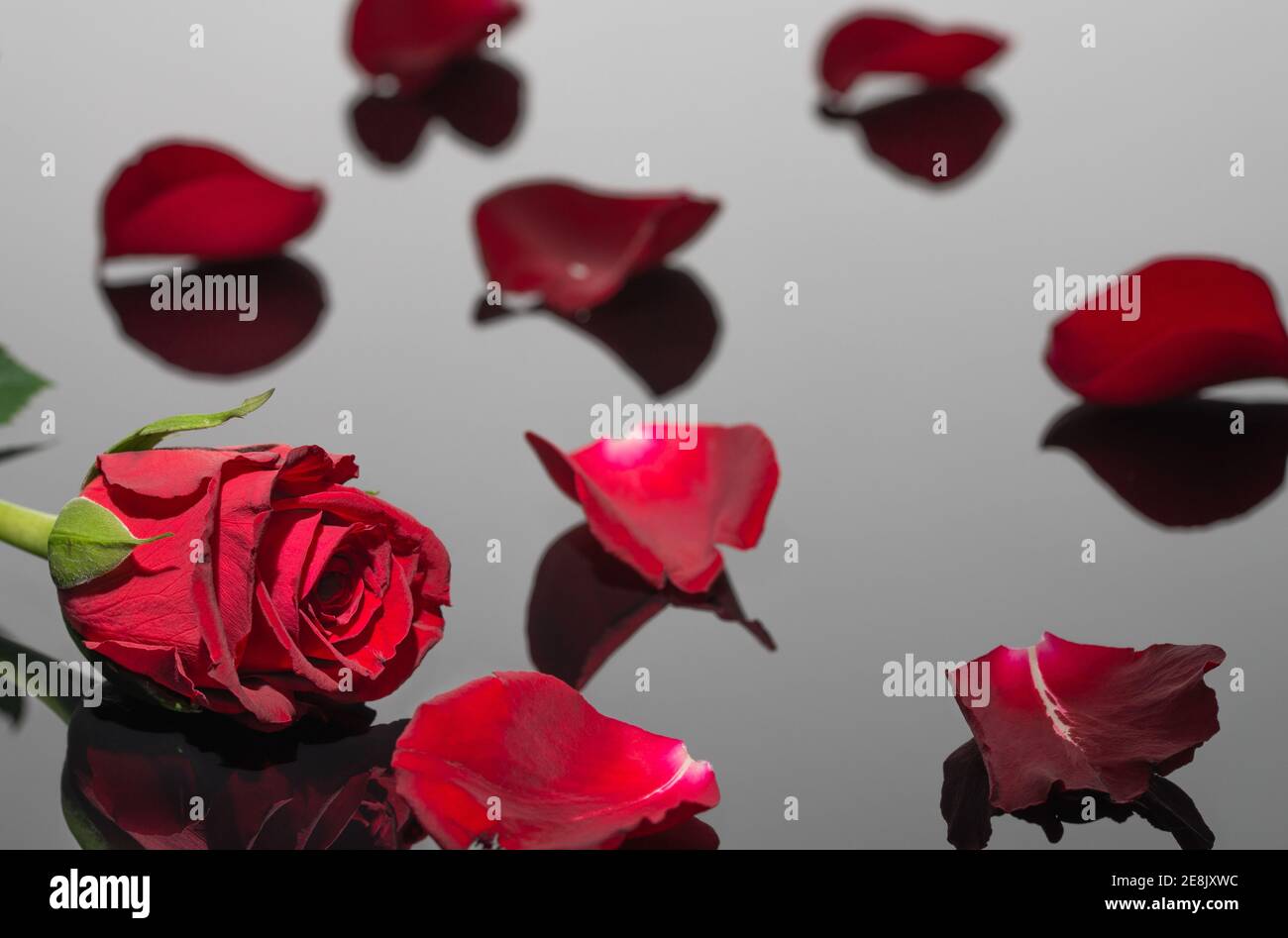 Red rose and petals. Great reflection. Greeting card for Valentine's ...