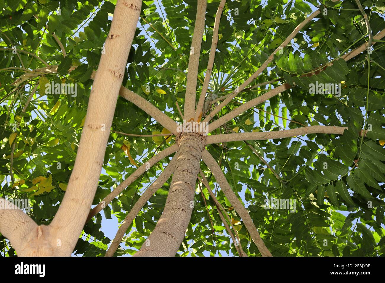 Beautiful branches of Arjuna tree spread. india, Asia. Asian -Indian ...