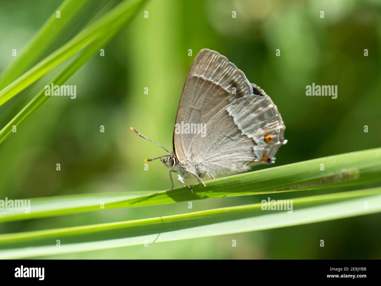 Purple Hairstreak Butterfly, Neozephyrus quercus, at rest on a grass ...
