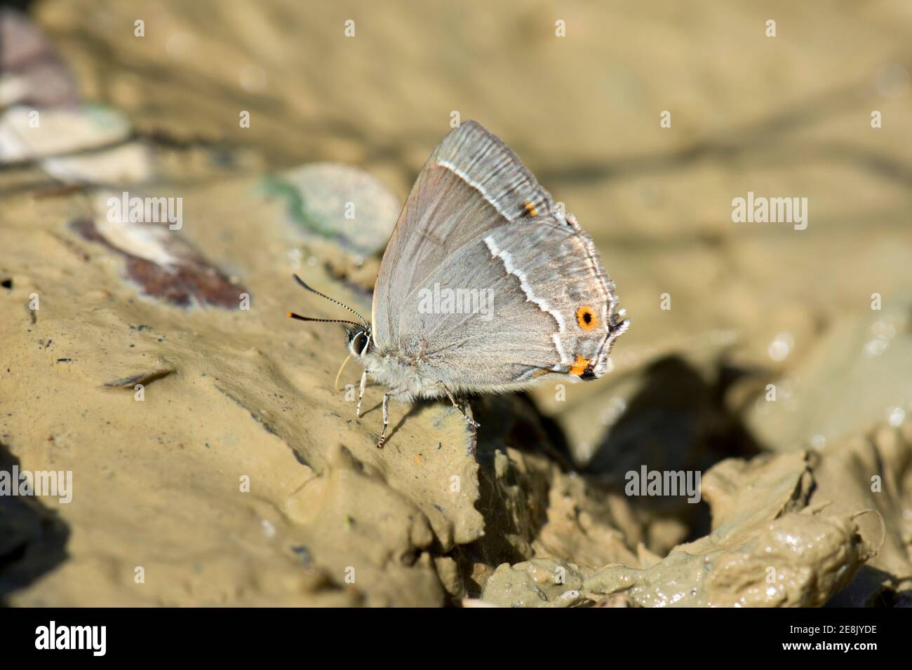 Great purple hairstreak butterfly hi-res stock photography and images ...