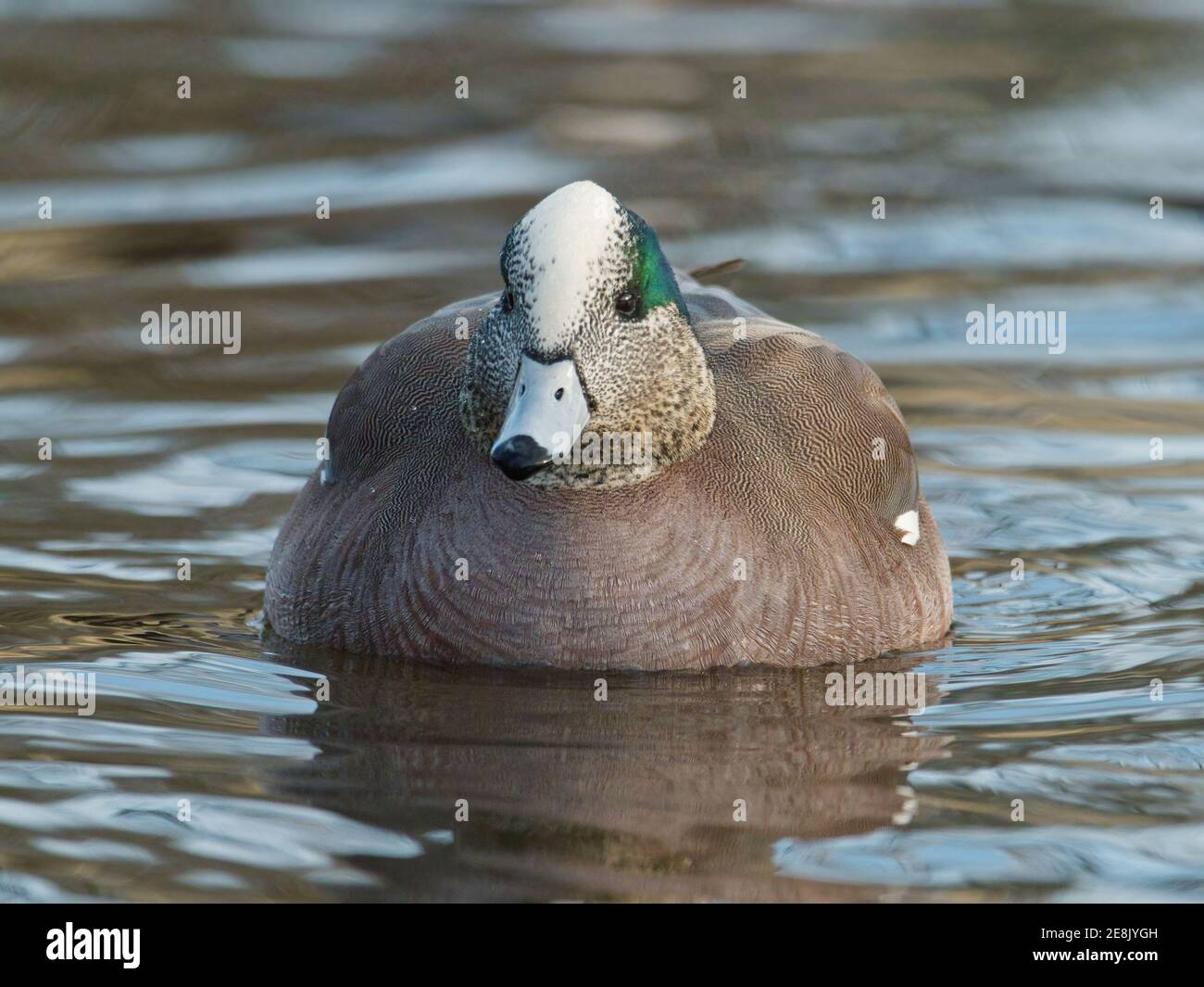 A shall focus of American wigeon (Mareca americana) duck floating on ...