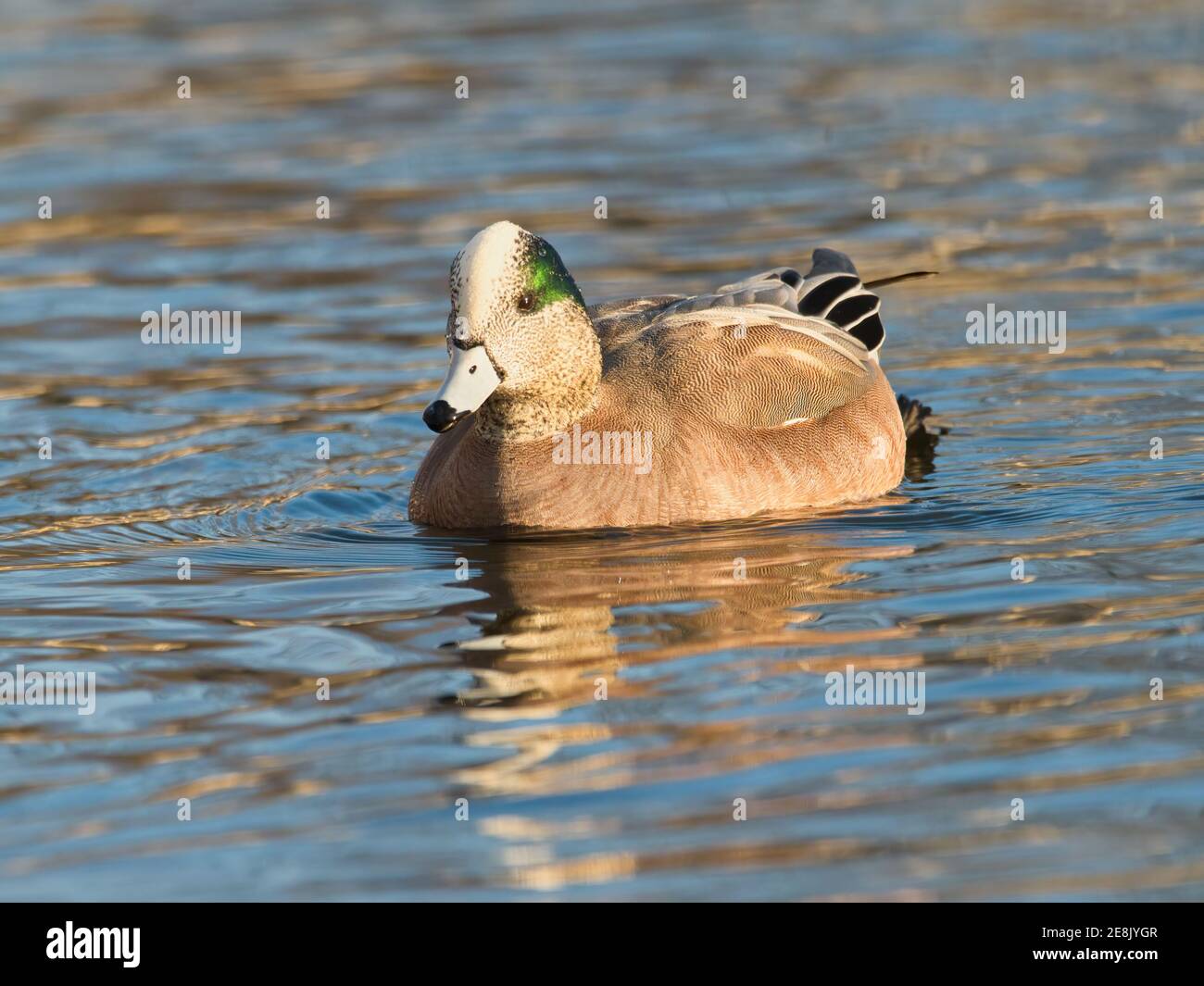 Baldpate duck hi-res stock photography and images - Alamy