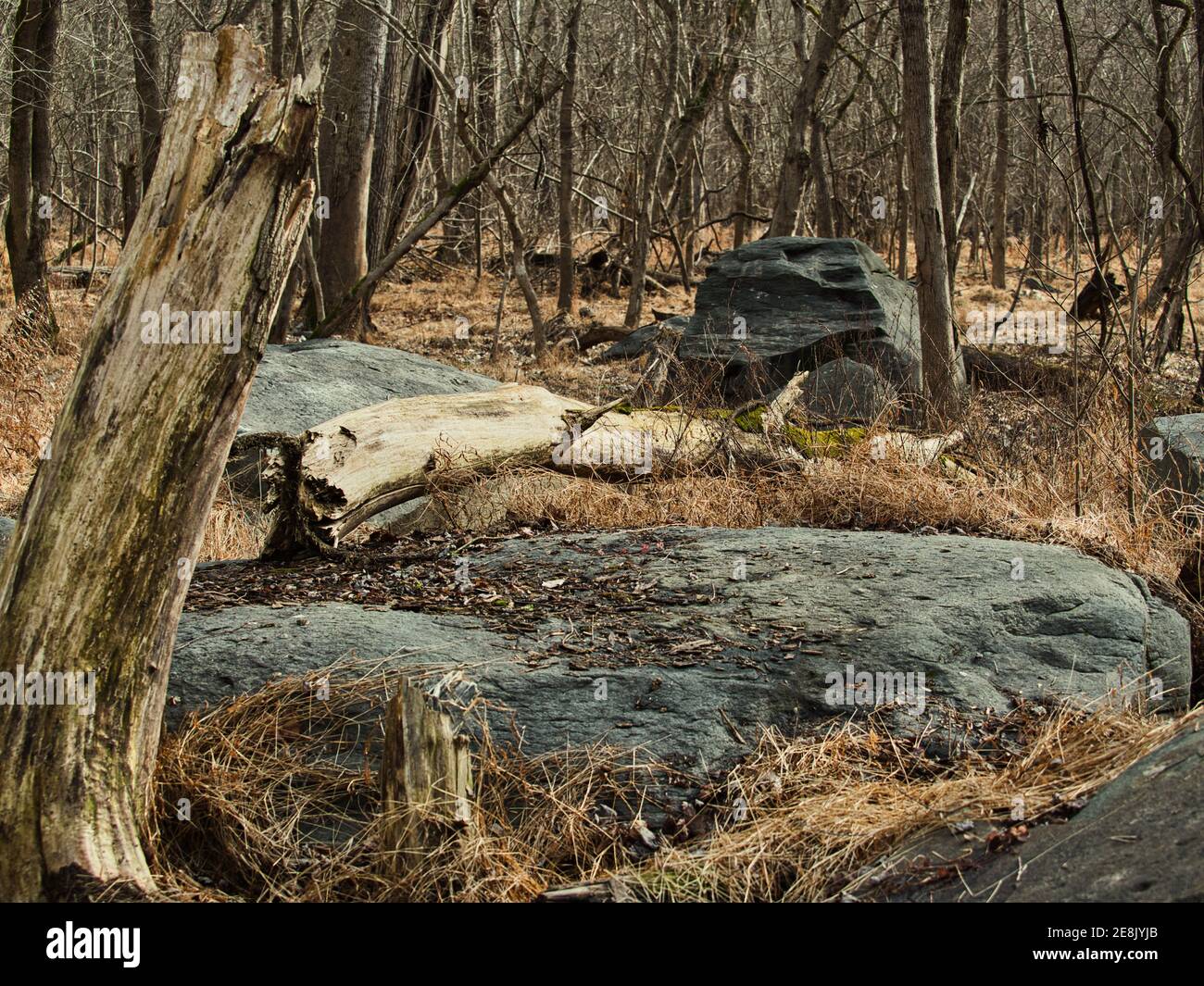 A rocky forest with deciduous trees and dry vegetation Stock Photo - Alamy