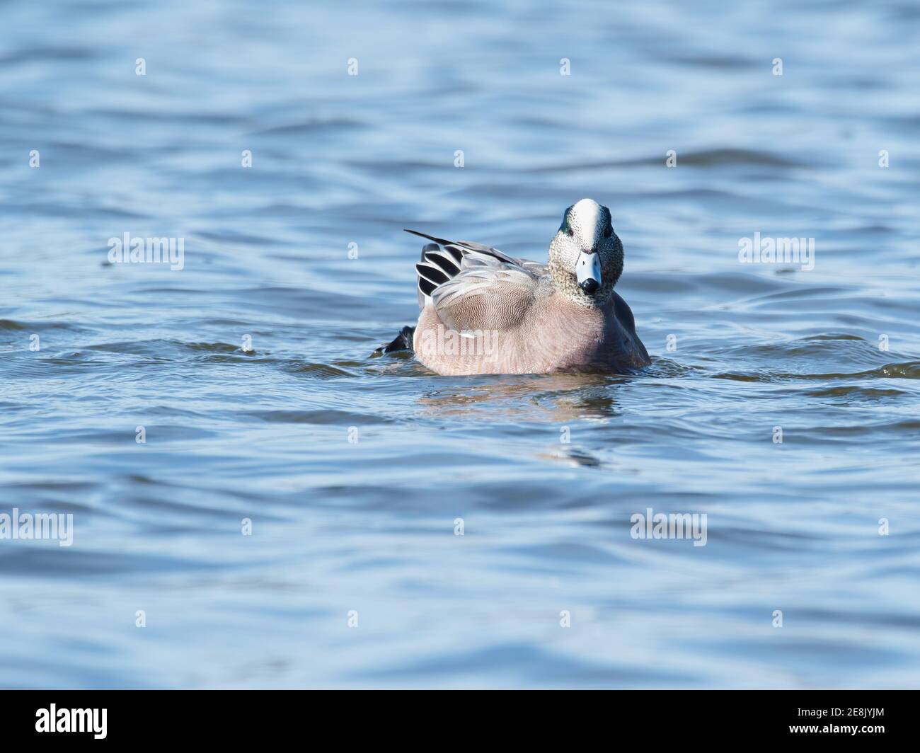 American wigeon duck male hi-res stock photography and images - Alamy