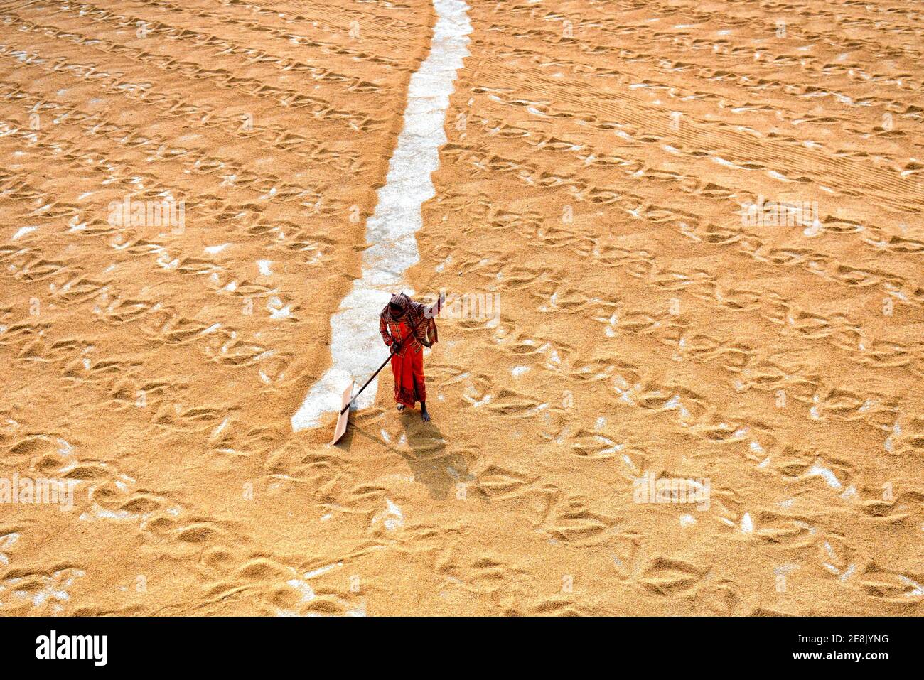 A worker seen creating a long column of rice before walking along and ...