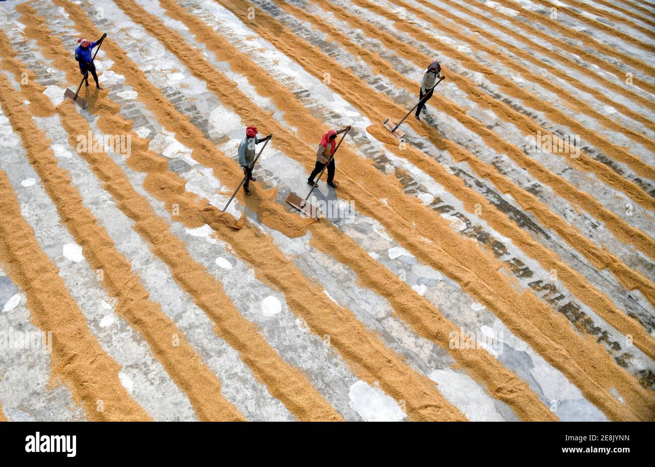 Workers seen creating long columns of rice before walking along and ...
