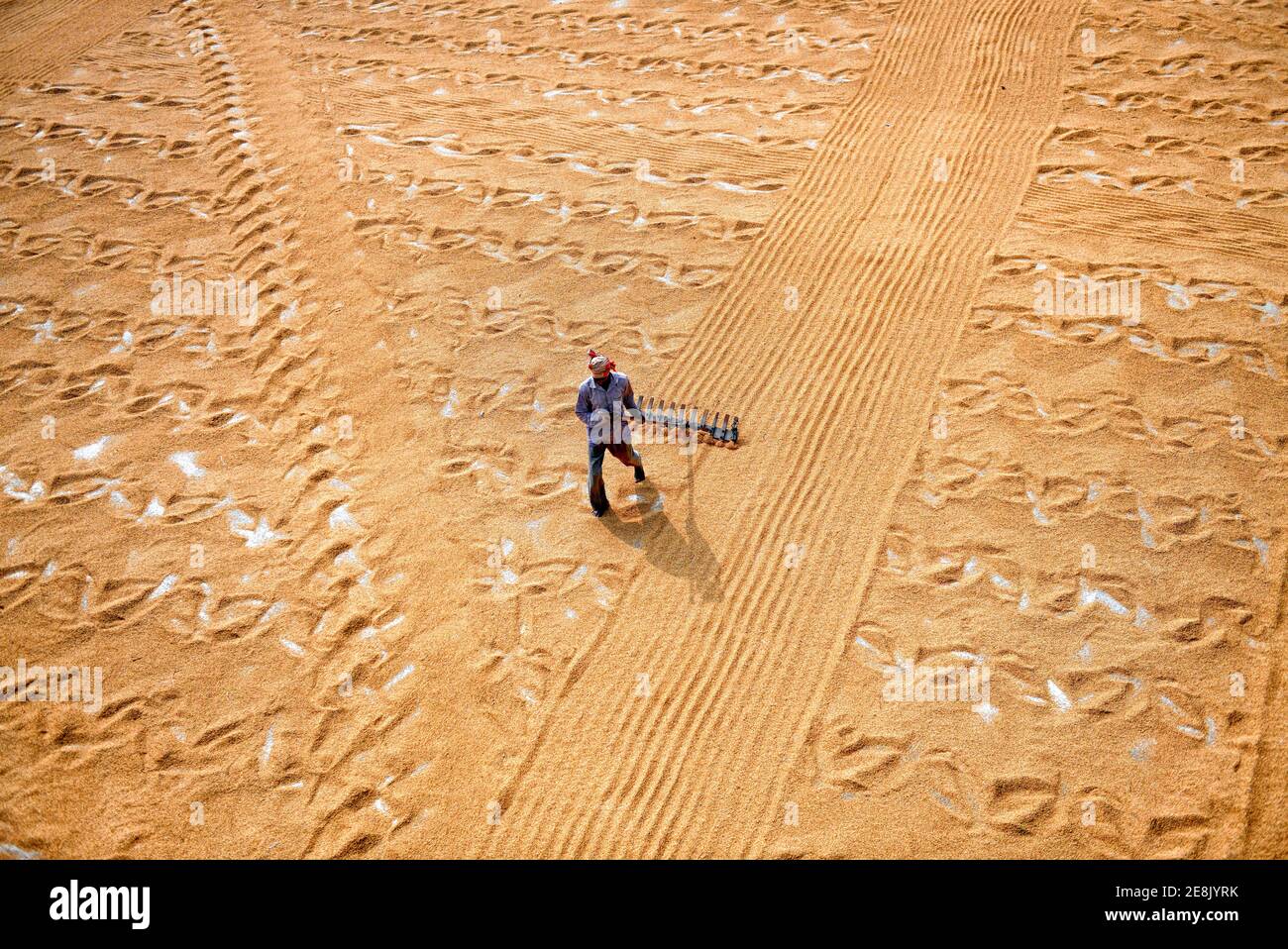 A worker seen creating long columns of rice before walking along and ...