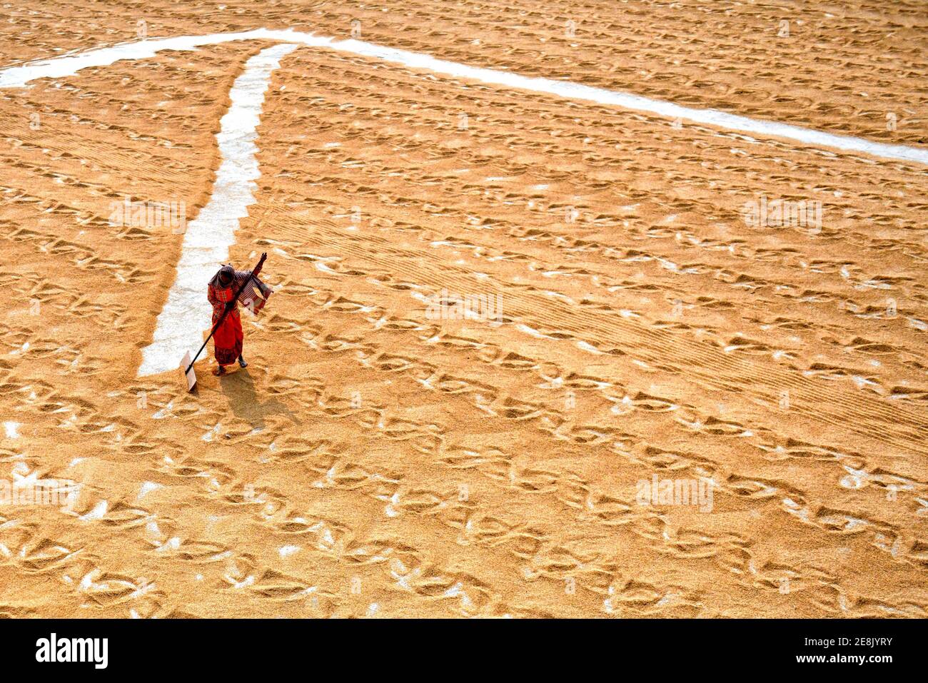 A worker seen creating a long column of rice before walking along and ...