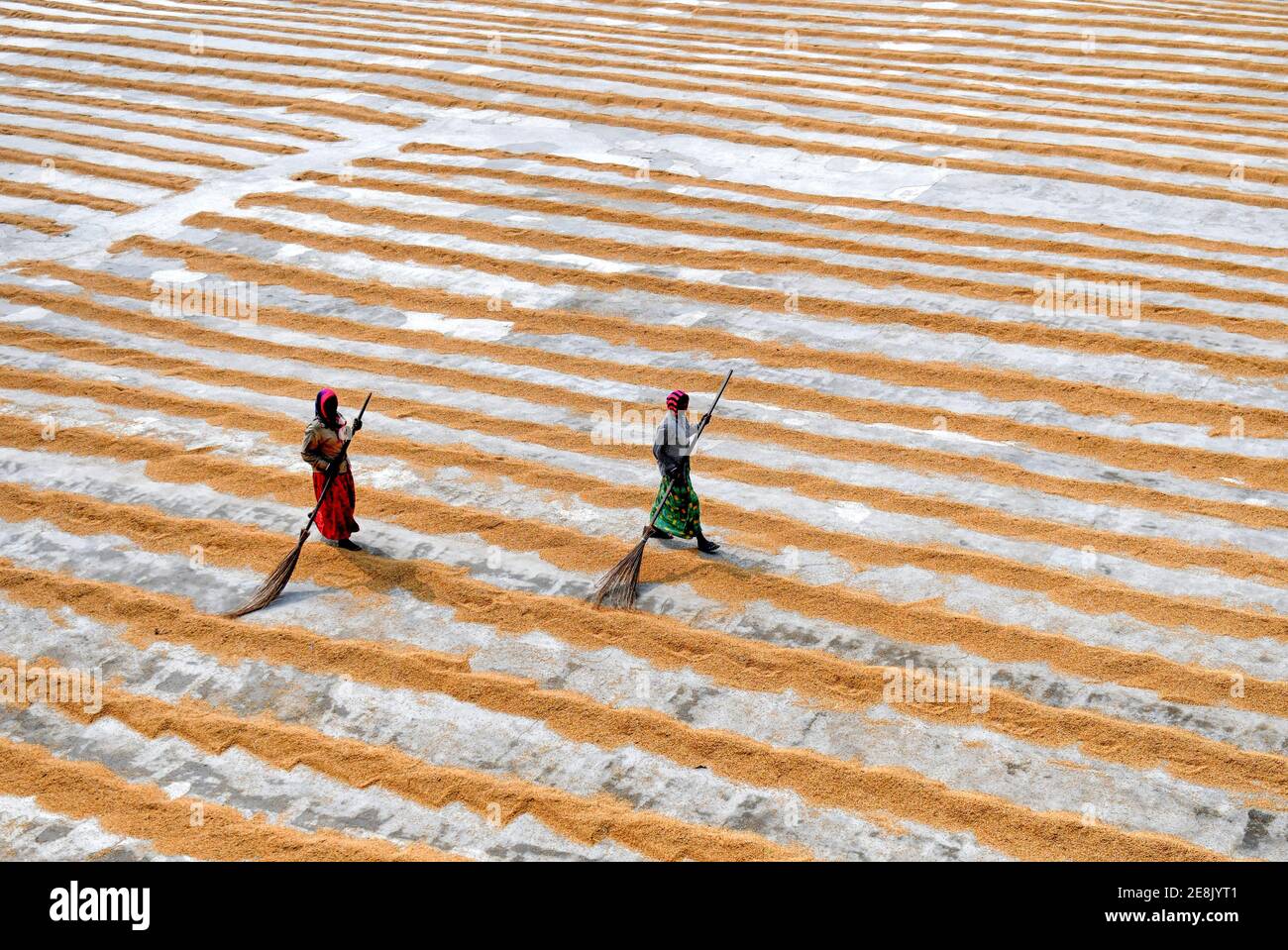 Drying Out Rice High Resolution Stock Photography and Images - Alamy
