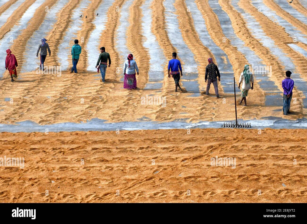 Workers seen creating long columns of rice before walking along and ...