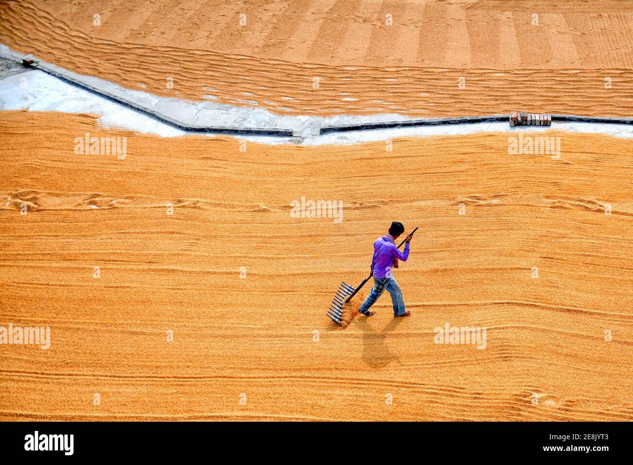 A worker seen creating long columns of rice before walking along and ...