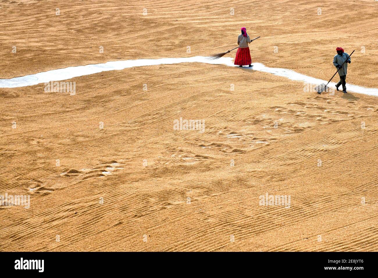Workers seen creating long columns of rice before walking along and ...