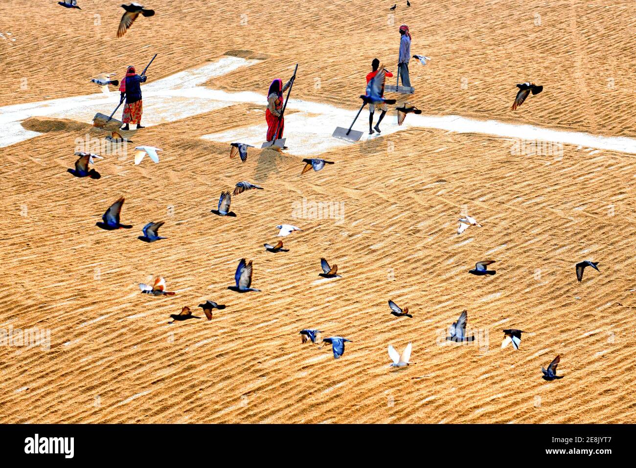 Workers seen creating long columns of rice before walking along and ...
