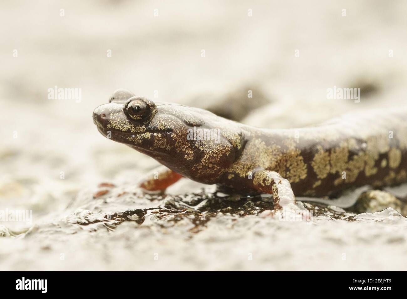 Crossing salamanders hi-res stock photography and images - Alamy