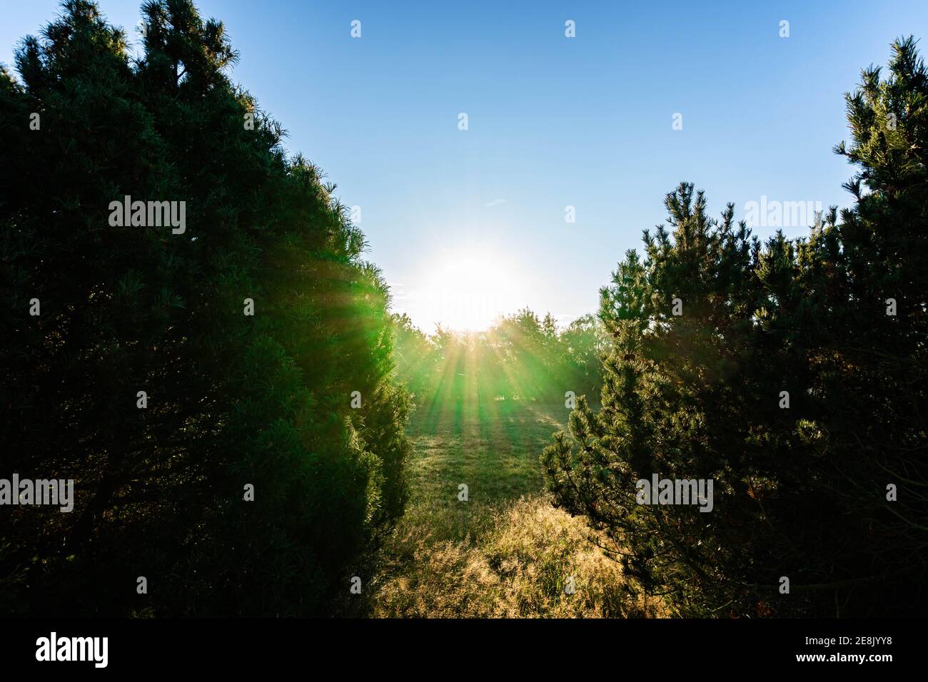 Sunrise in Denmark - Sun is raising between two bushes Stock Photo - Alamy