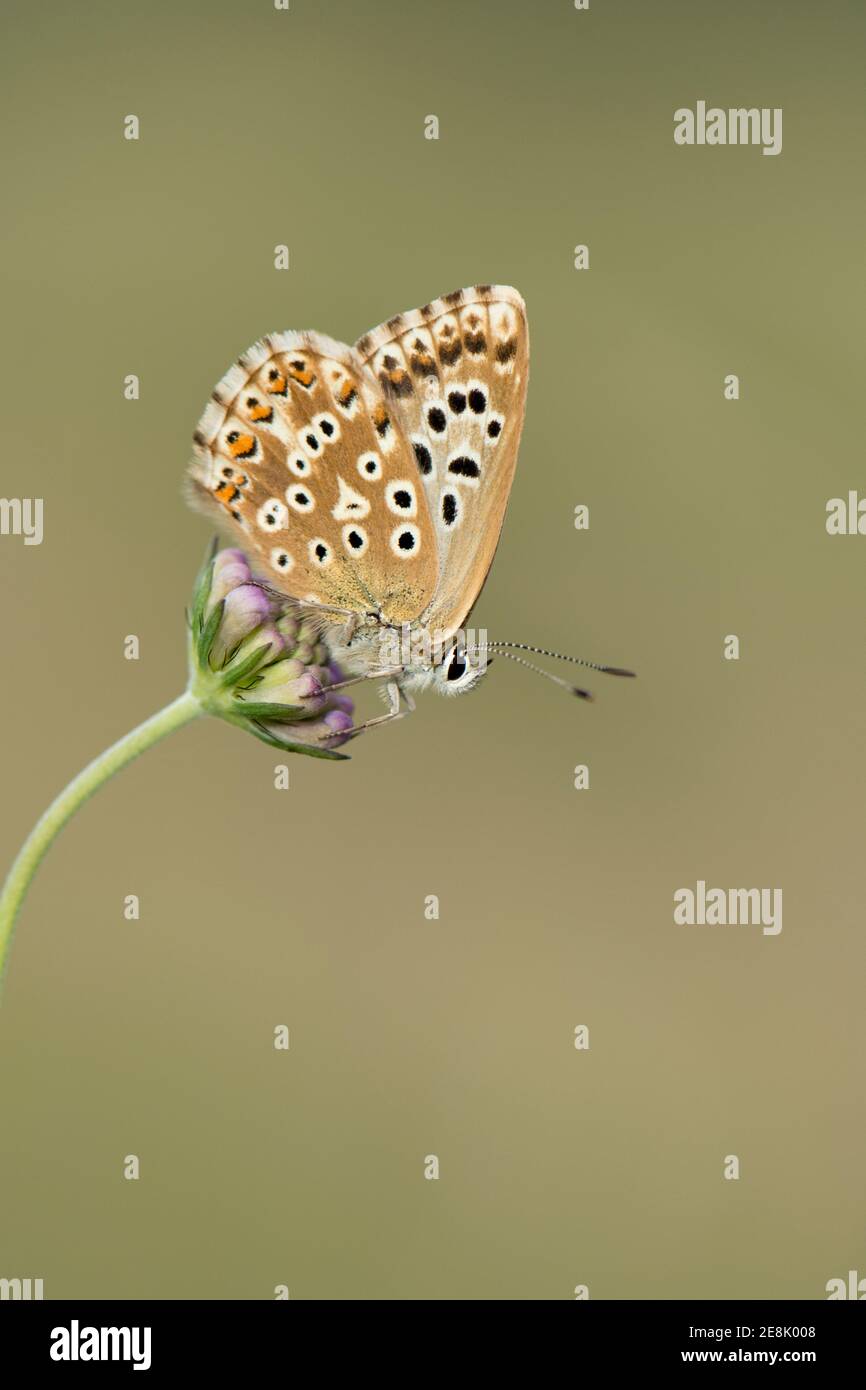 Chalkhill blue butterflies hi-res stock photography and images - Alamy