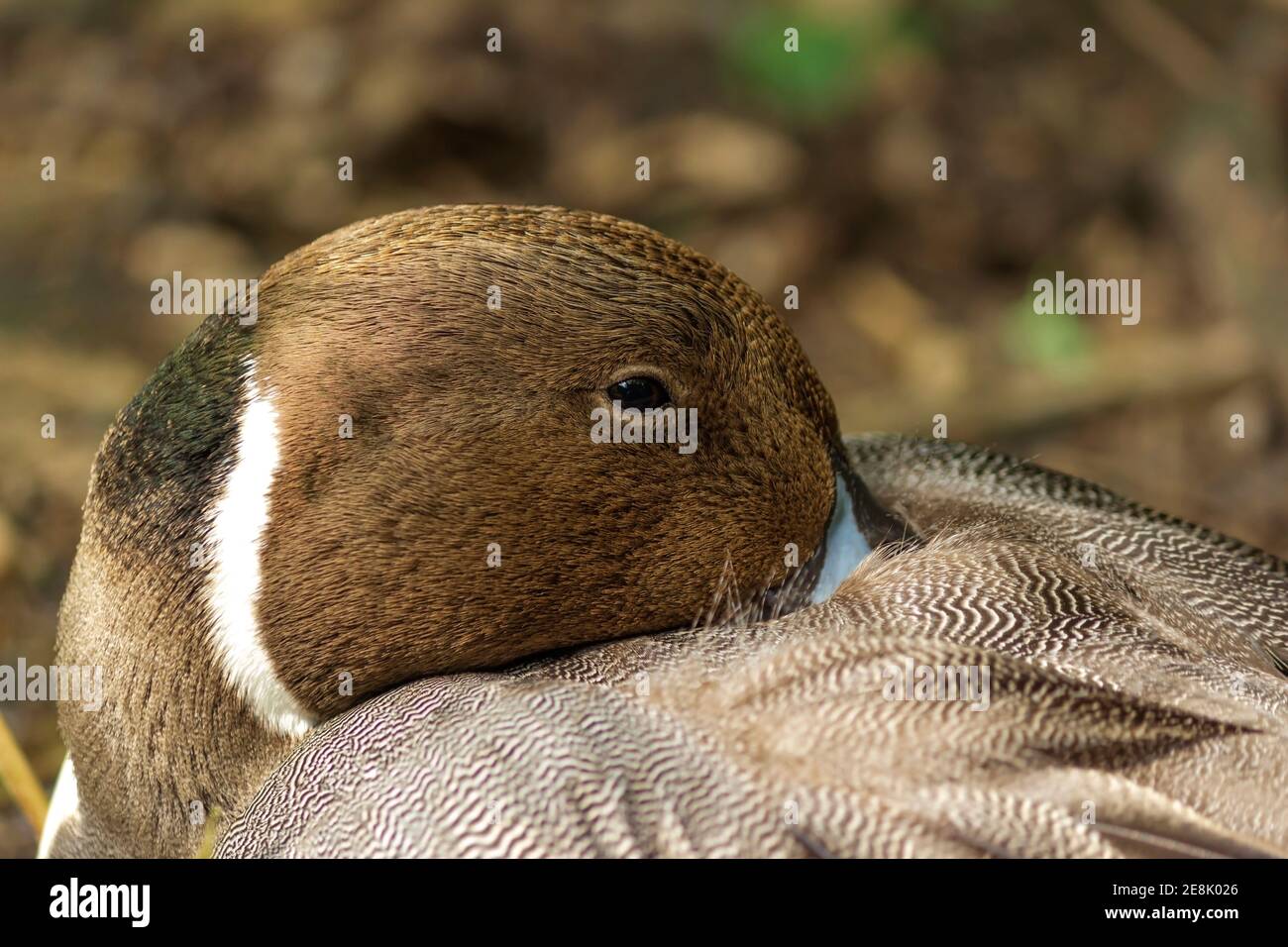 Portrait Of Northern Pintail Stock Photo - Alamy