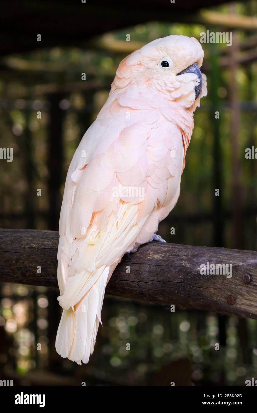 A portrait of a beautiful pink cockatoo Stock Photo - Alamy