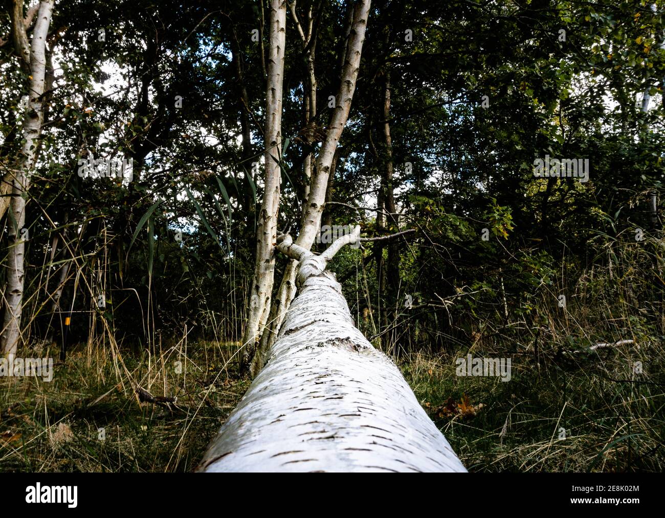 Fallen birch tree hi-res stock photography and images - Alamy