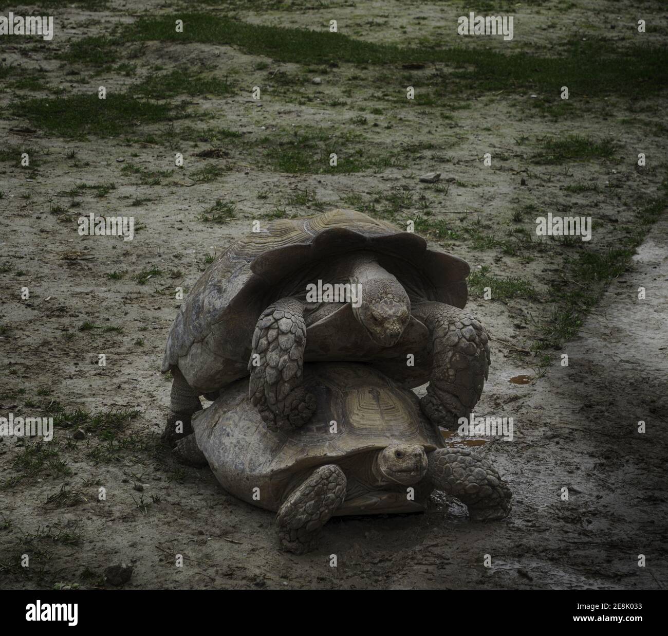 Mating turtles hi-res stock photography and images - Alamy