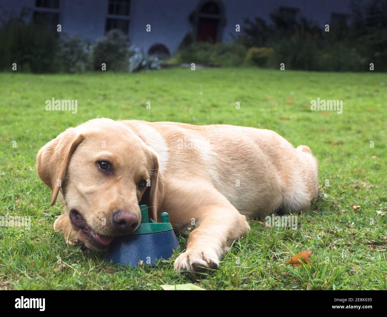 Dog in sprinkler hi-res stock photography and images - Alamy